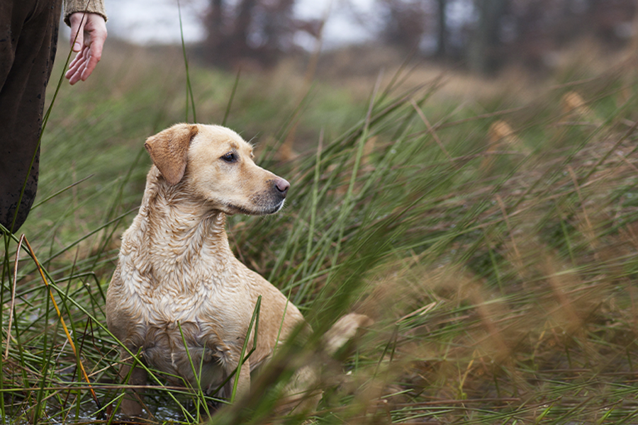 What is Mantrailing? And What Do We Offer? – K9 Club Warwick