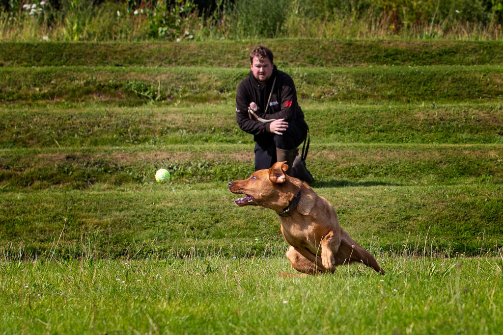 10 Session Training Course – K9 Club Warwick
